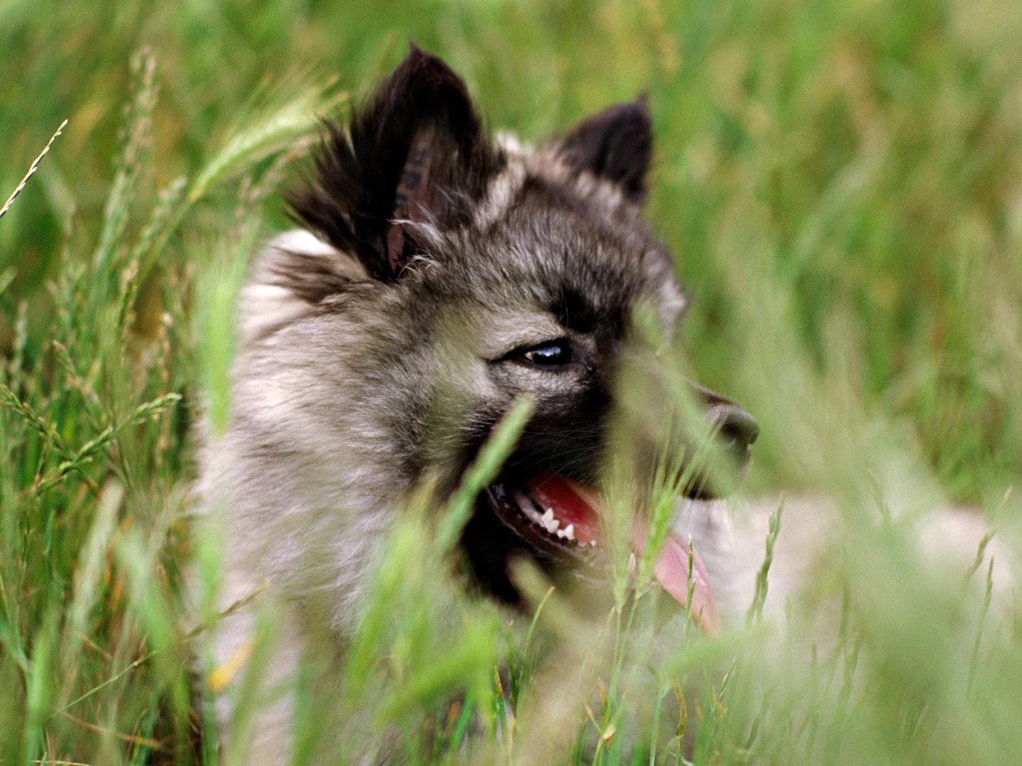 Free download Pin Wallpaper widescreen wolves running wolf 1920x1200 ...