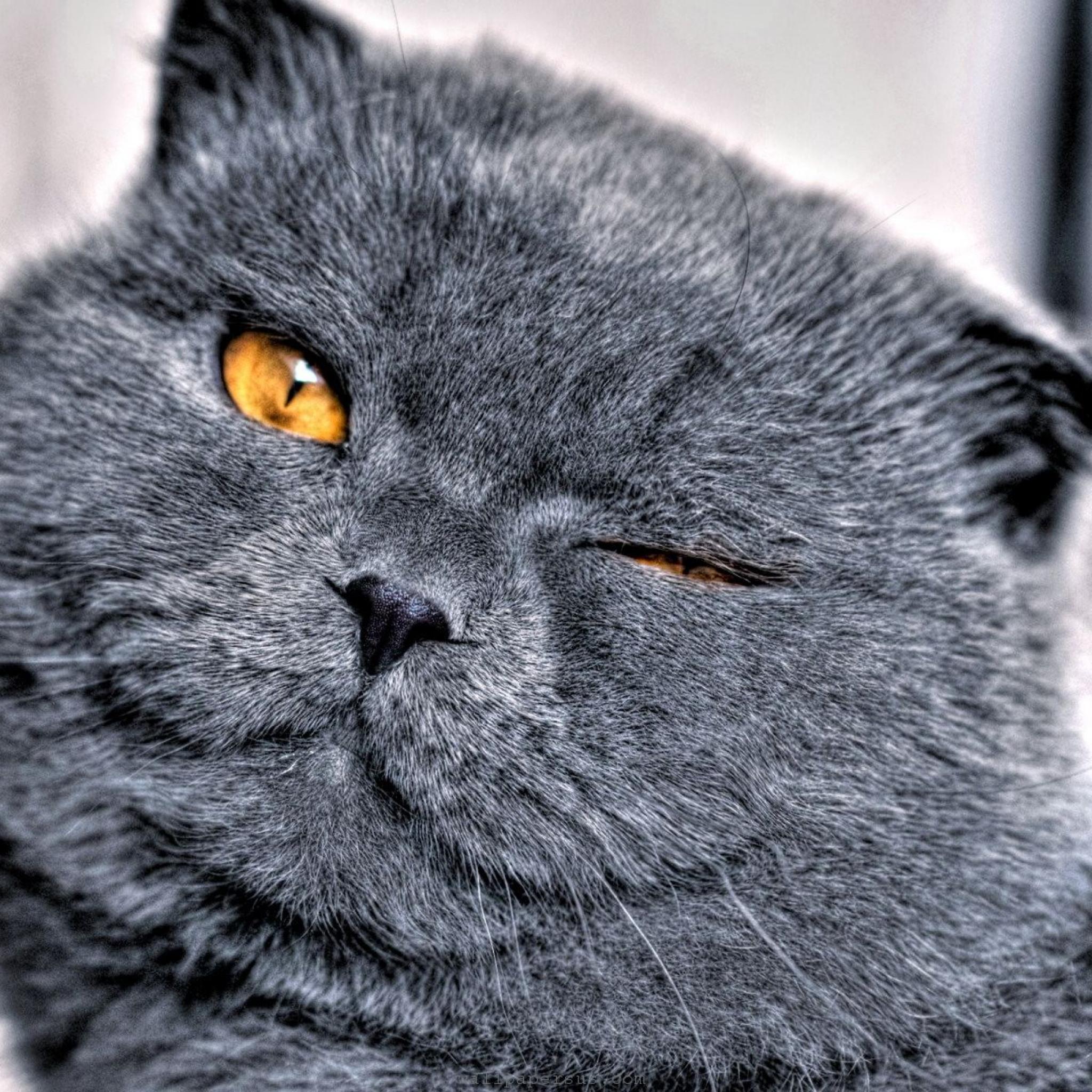 Cat Wallpaper for iPad. Download Wallpapers on WallpaperSafari