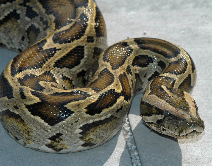 Free download Burmese Python Pictures Burmese Python [700x550] for your ...