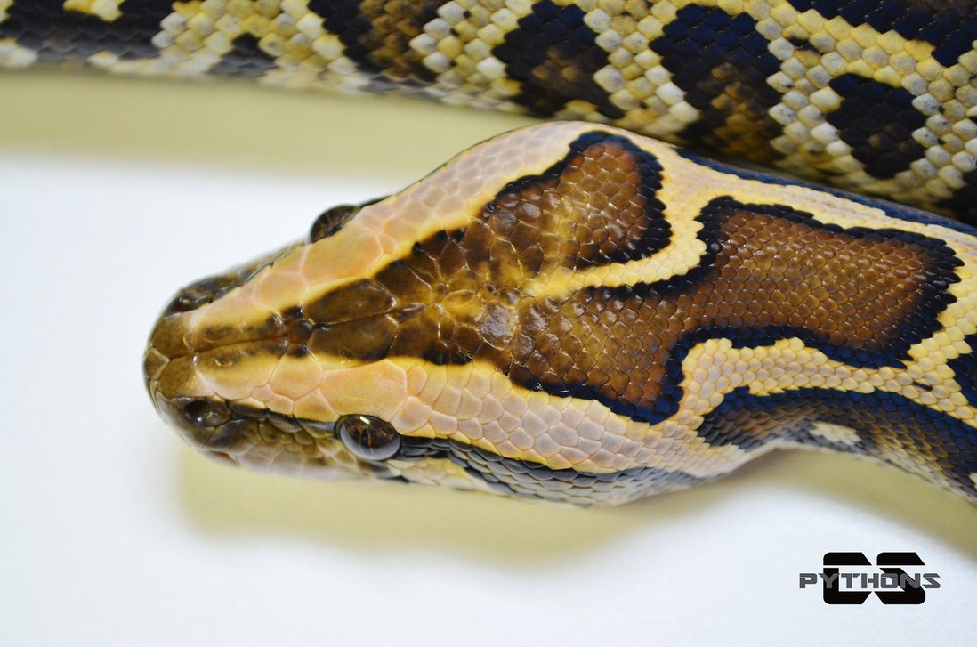 Free download Burmese Python by CSPythons [1098x727] for your Desktop ...