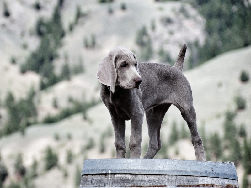 Free download Download Wallpaper 800x600 weimaraner dog puppy look ...