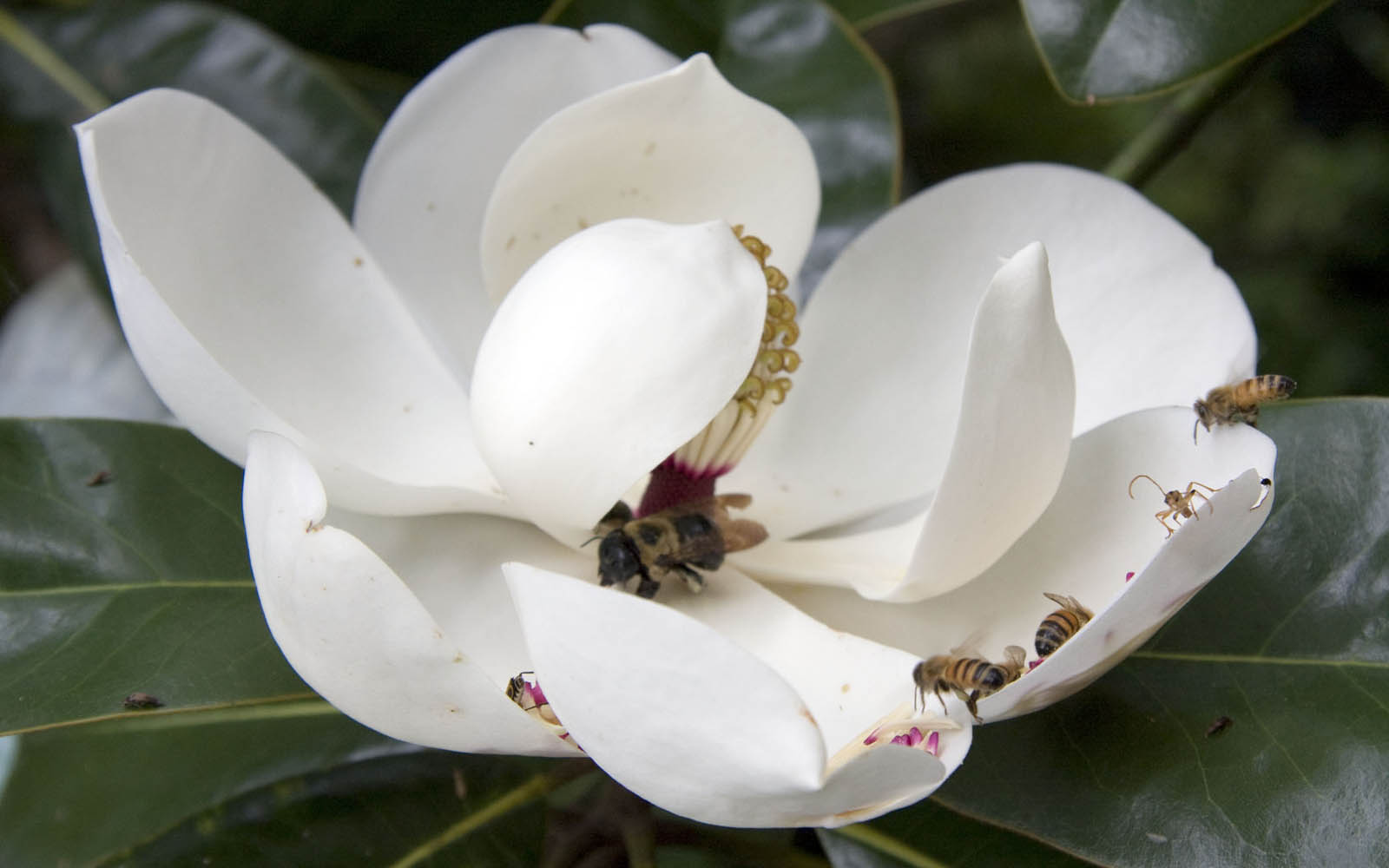 Free download Tag Southern Magnolia Flower Wallpapers Backgrounds ...