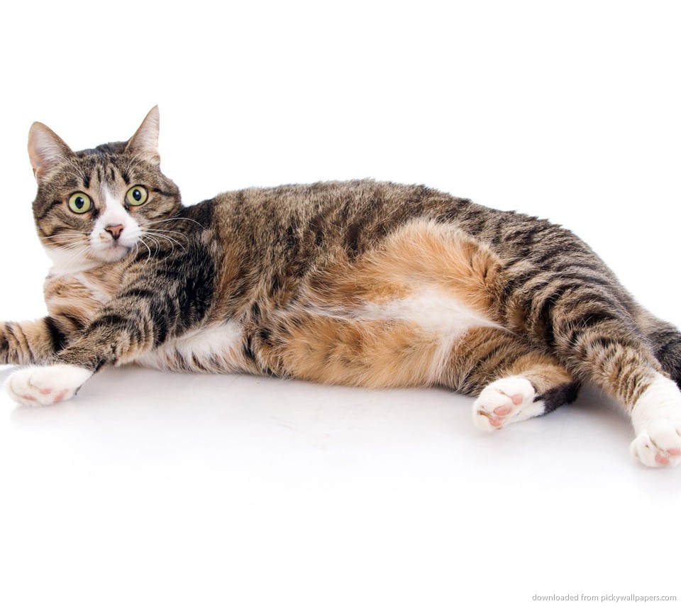 Free download Download Fat Cat Is Surprised Wallpaper For Sony Ericsson ...