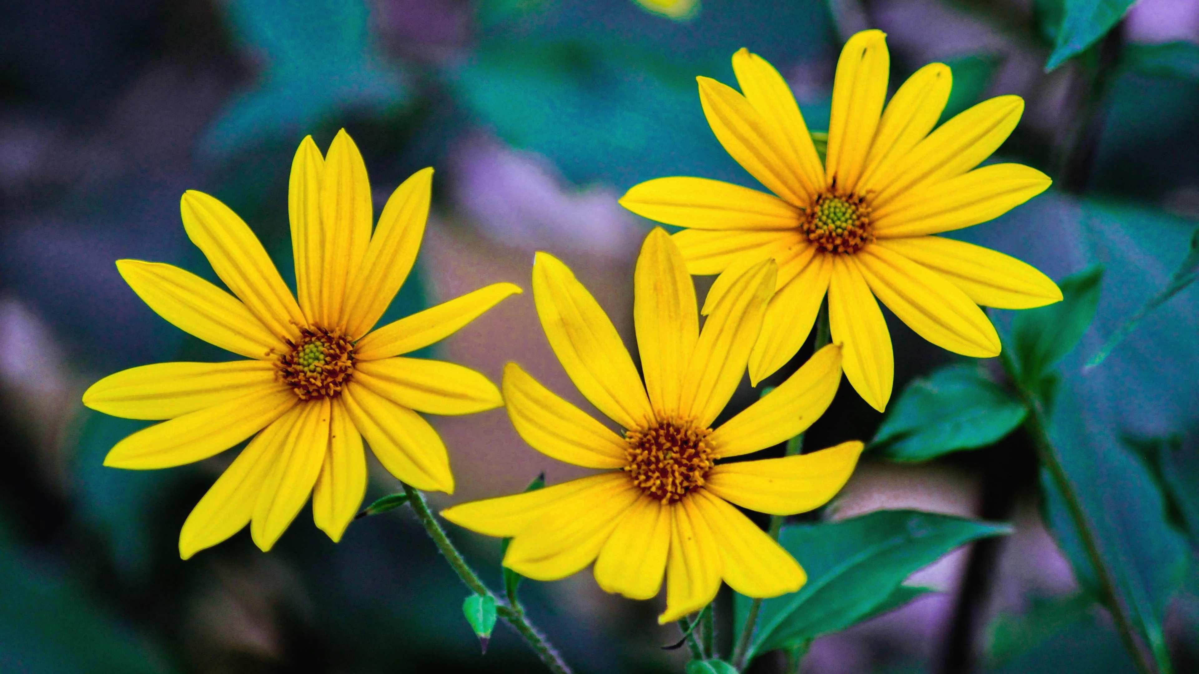 Flower UHD Wallpapers. Download Wallpapers on WallpaperSafari