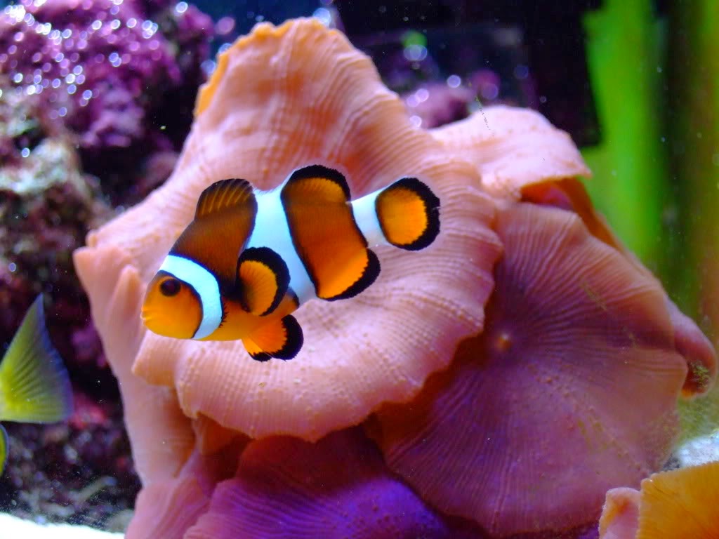Free download Desktop HD Wallpapers Downloads Clown Fish HD Wallpapers ...