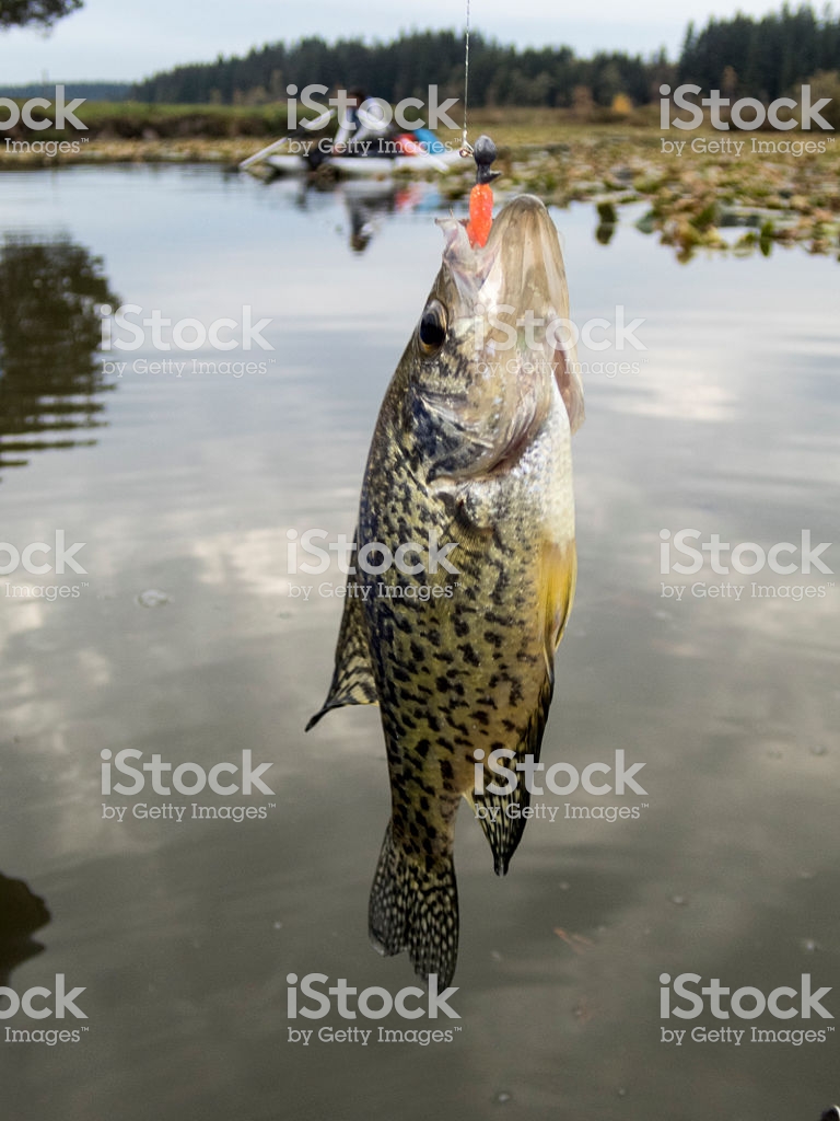 Crappie Background. Download Wallpapers on WallpaperSafari