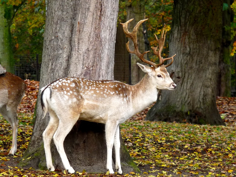 Free download autumn deer Autumn Deer Nature Other HD Desktop Wallpaper ...