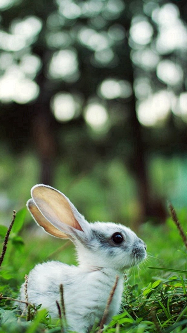 Awesome Bunny Wallpapers. Download Wallpapers on WallpaperSafari