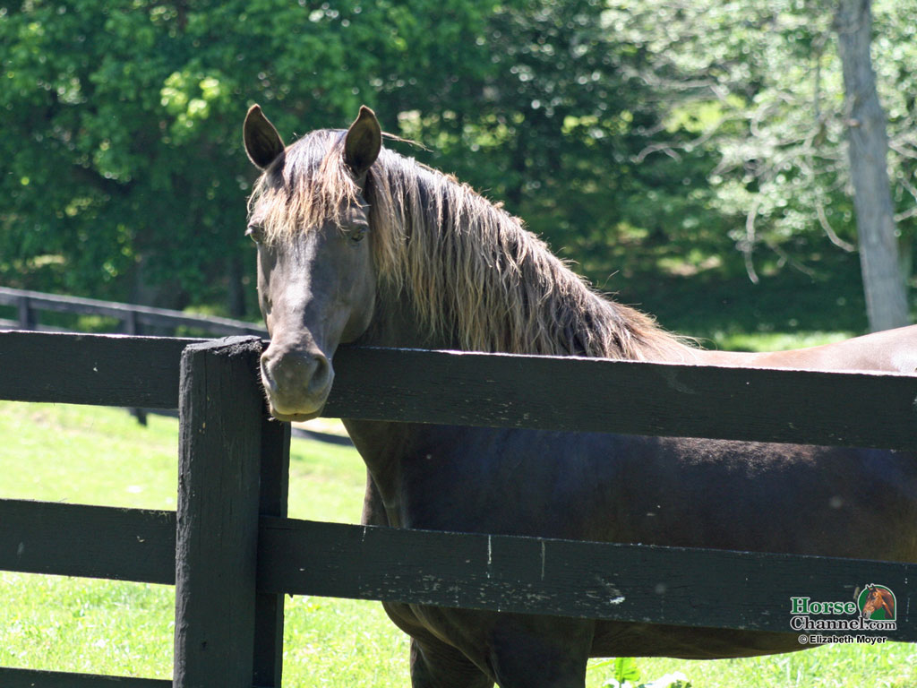 Free download Rocky Mountain Horse Screensaver and Desktop Wallpapers ...