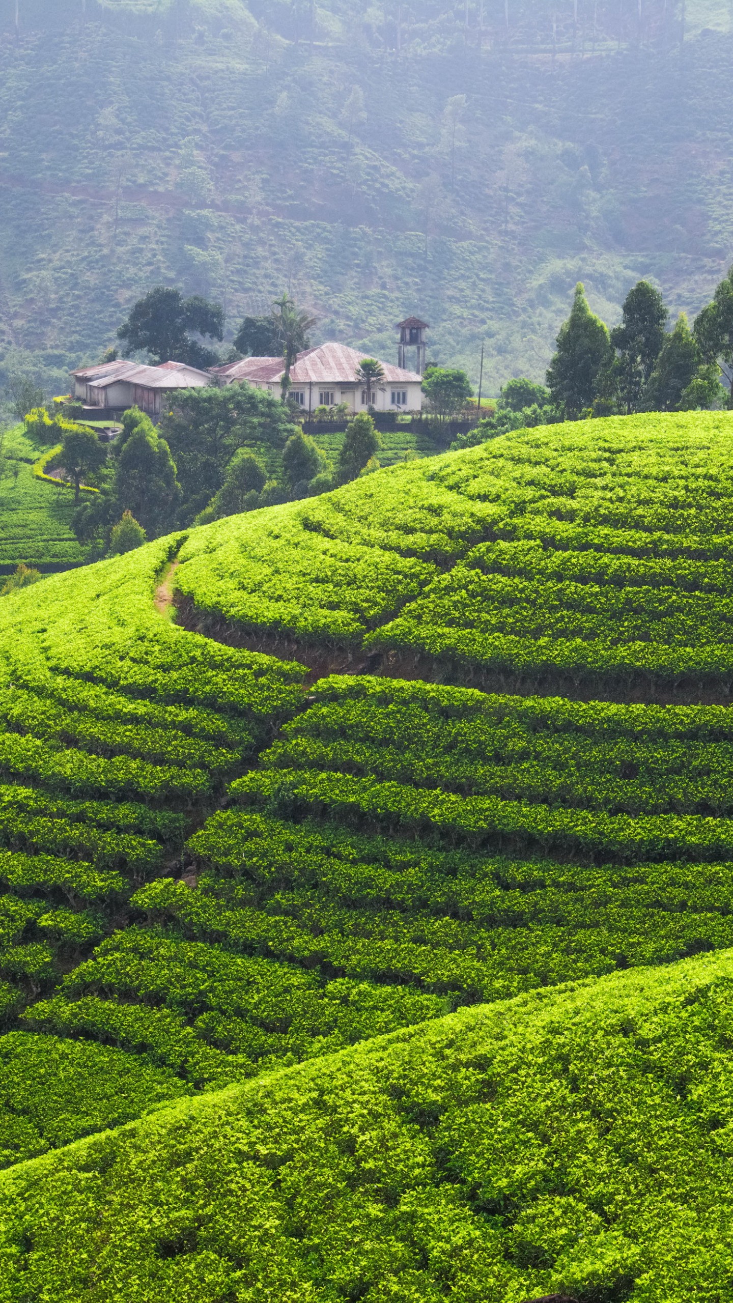 Free download Wallpaper Tea plantation 5k 4k wallpaper Hills trees ...