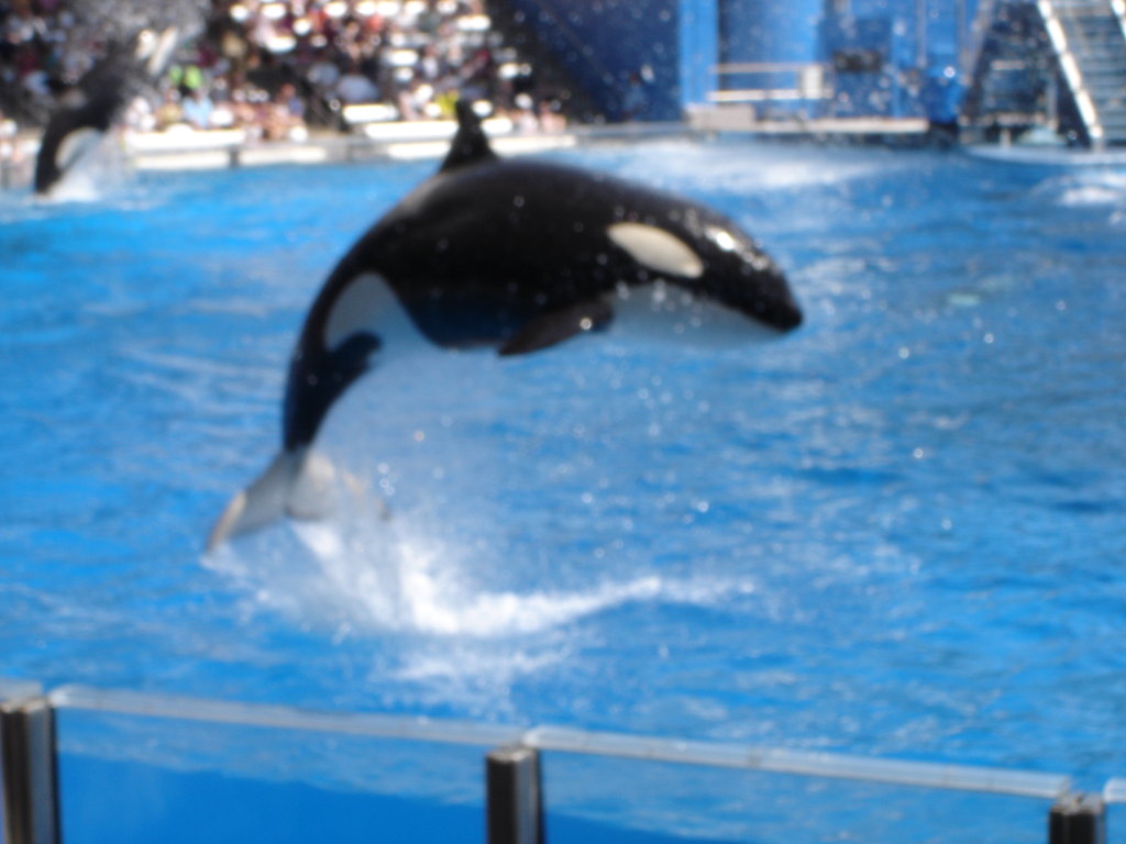 Free download shamu wallpaper [1024x768] for your Desktop, Mobile ...