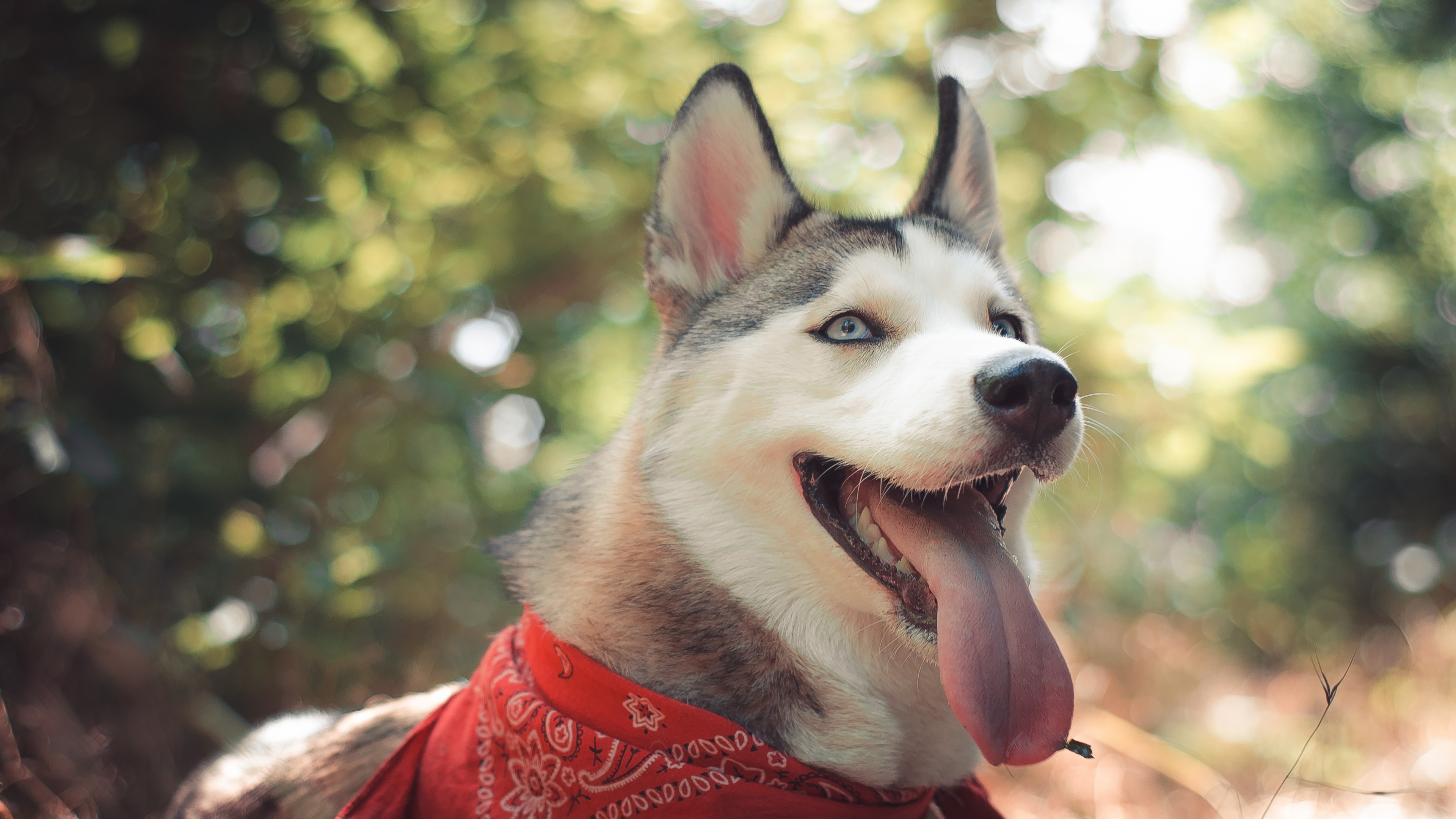 Funny Husky Wallpapers. Download Wallpapers on WallpaperSafari